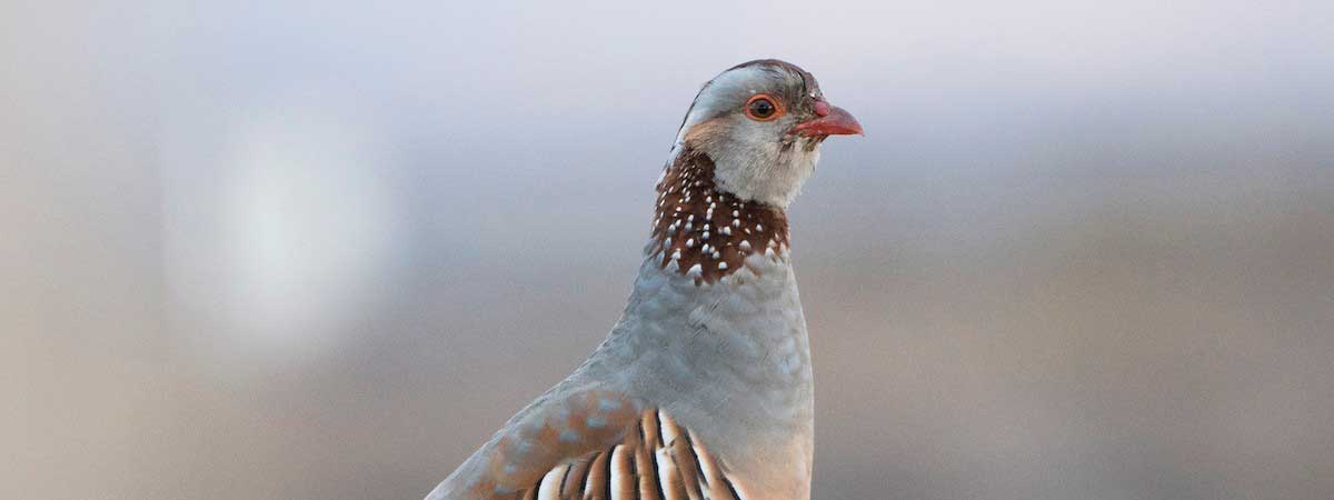 Perdrix - Amaroc Chasse